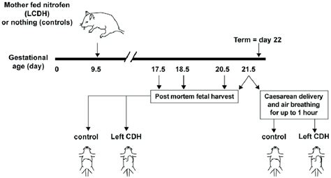 The Experimental Model Outline Of The Experimental Model Download Scientific Diagram