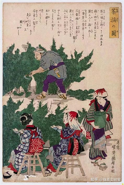 碾茶品种的发展历史从在来实生到品种茶 知乎