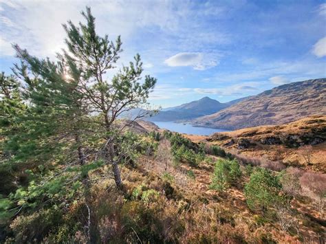 Tree Planting And Regeneration — The Great Trossachs Forest
