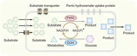 P450酶的高效表达及其在天然产物中的应用 未来食品科学中心
