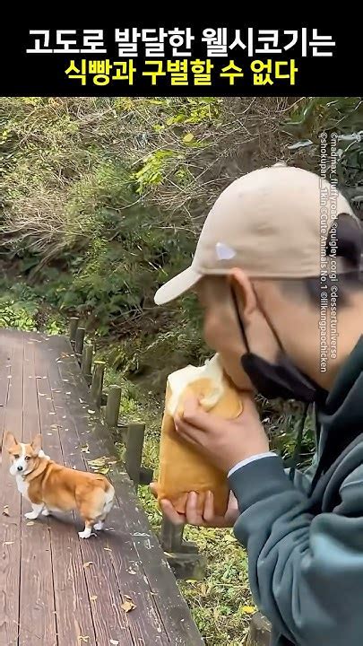 귀여운 식빵과 맛있는 코기ㅋㅋ Youtube