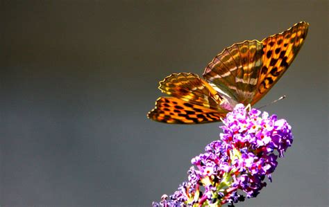 Free Images Wing Petal Color Insect Fauna Invertebrate Close Up