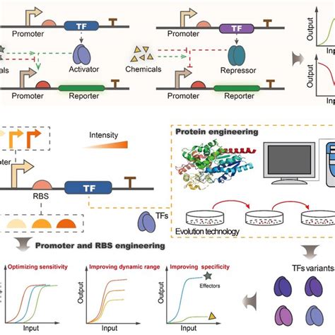 Development Of Tfs‐based Biosensors For High‐throughput Screening A Download Scientific