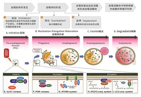 细胞表型及检测方法盘点：增殖、凋亡、自噬、衰老、迁移和侵袭、血管形成、周期 哔哩哔哩