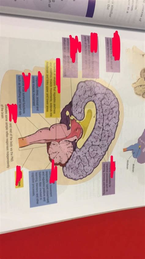 Structure And Function Of Brain Areas Diagram Quizlet