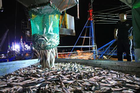 秋汛捕捞归来鱼满仓