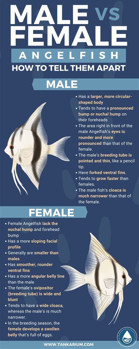 Male Vs Female Angelfish How To Tell Them Apart