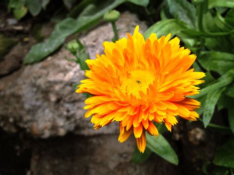 금잔화 키우기 꽃말 홈가든넷