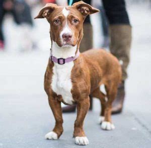 Pitbull Dachshund Mix Puppies Price Pictures Personality