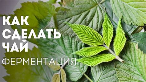 Ферментированный чай - Как сделать чай - Ферментация🍴Жизнь - Вкусная ...