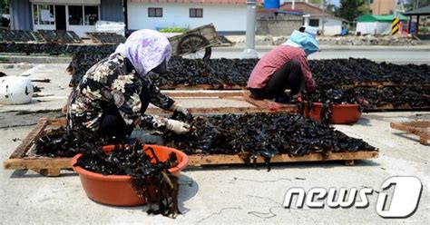 임금님 수라상에 올라간 안인진리 미역