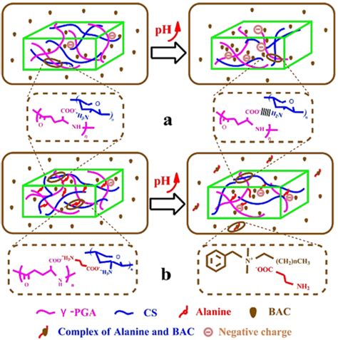 Scheme 2 Effect Of Ph Variation On Bac Release Of Csγ Pga Hydrogel