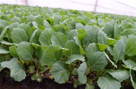 Коли та як сіяти капусту на розсаду 2023 року які сприятливі дні за місячним календарем