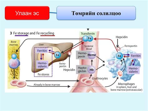 цусны физиологи Pptx