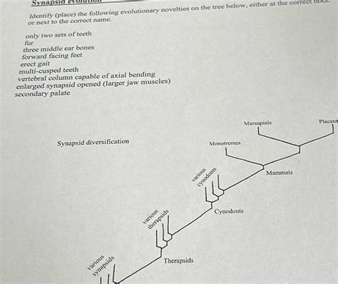 Answered Synapsid Ev Identify Place The Following Evolutionary Kunduz