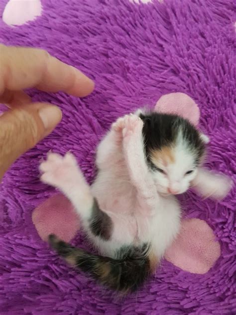 Пин от пользователя тг Llolikx на доске милл Милые котики Котята