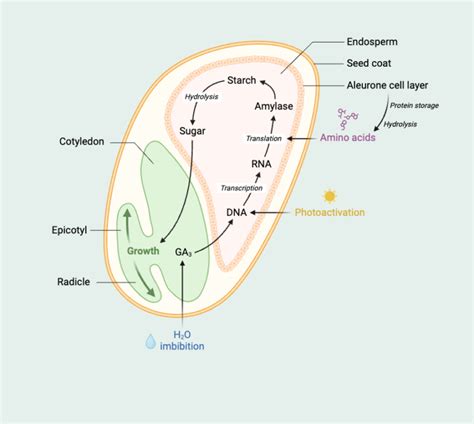 Seed Structure Types Development Germination Dispersal