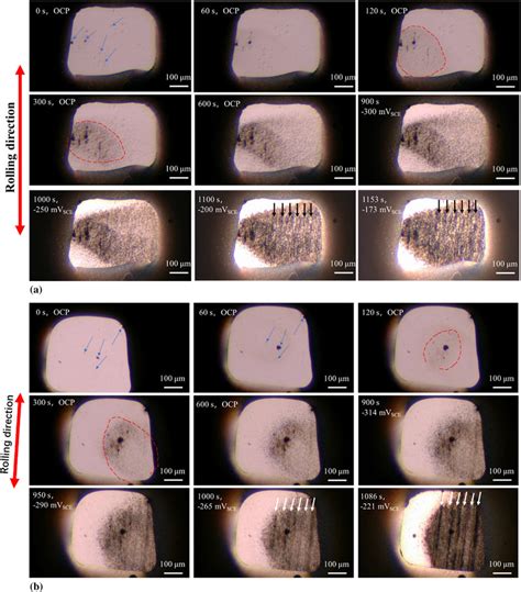 The Evolution Of Surface Morphology During The Micro Scale Polarization