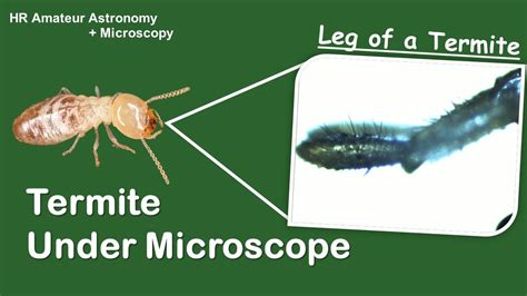 Termite Under Microscope Youtube