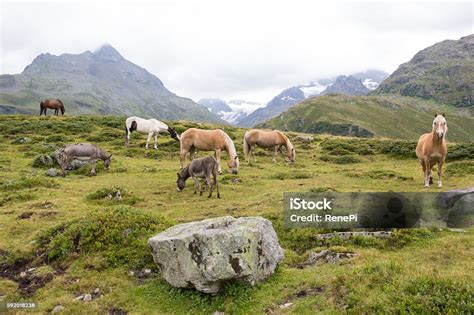 실브레타 하이 알파인 로드 보랄베르크 오스트리아의 당나귀와 말 여름에 대한 스톡 사진 및 기타 이미지 여름 오스트리아 0명 Istock