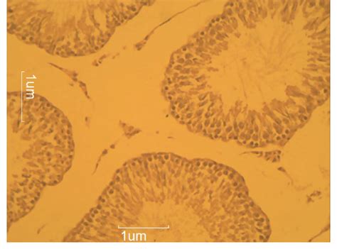 C Histological Photomicrograph Of The Testis Stained With Hande