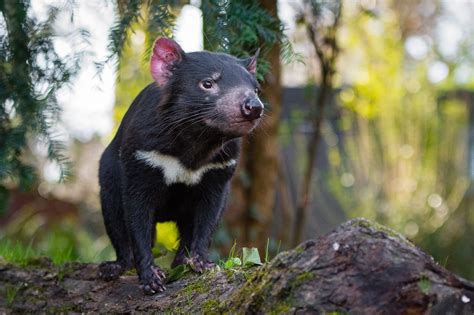 9 Enlightening Facts About Tasmanian Devils