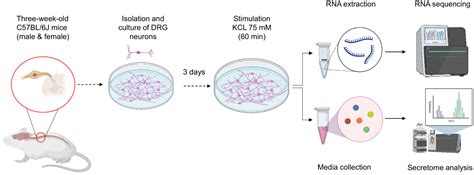 Transcriptome And Secretome Profiling Of Sensory Neurons Reveals Sex