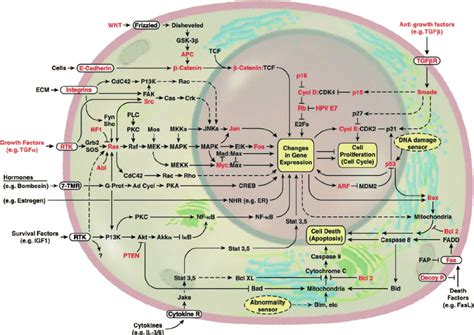 Signalling Circuitry Of The Mammalian Cell From [6] The Illustration Download Scientific