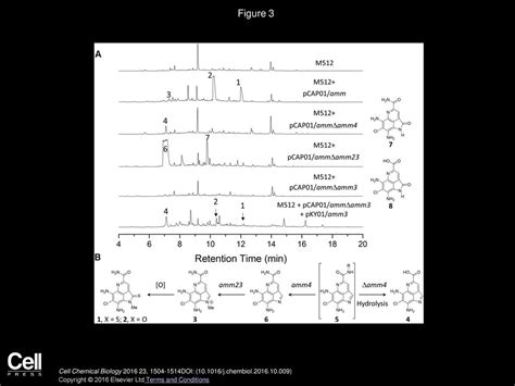 Biosynthetic Pathway Connects Cryptic Ribosomally Synthesized