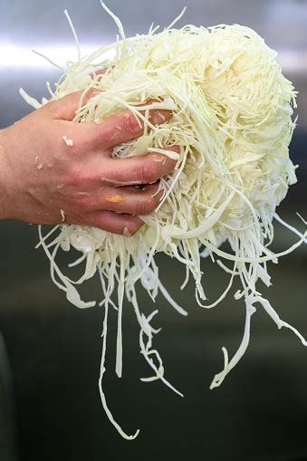 잘게 잘린 양배추를 손에서 용기에 부어 추가 발효 소금에 절인 양배추를 요리하는 과정 사우어크라우트에 대한 스톡 사진 및 기타