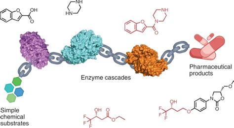 Cascade Enzyme Engineering For Multi Step Synthesis Cd Biosynsis