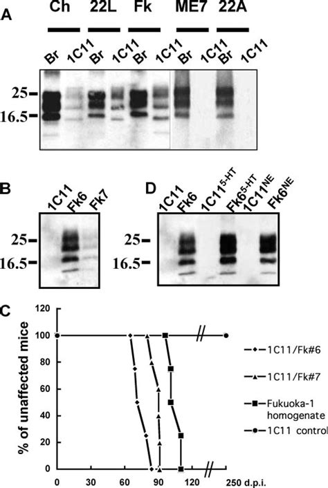 Ex Vivo Prion Transmission To The 1c11 Cell Line A Detection Of Prp Download Scientific