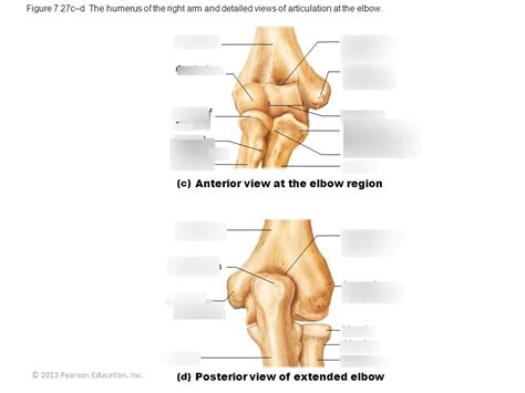 Posterior Region Of Elbow Anatomy