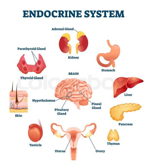 Endocrine System Labeled Diagram The Endocrine System