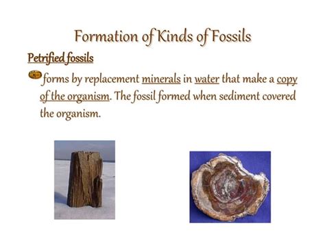 Fossils PowerPoint Ppt