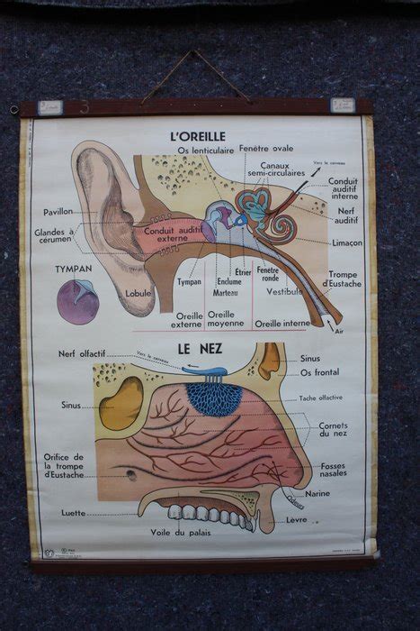 8 Old Didactic Anatomic Plates Human Body Mdi Editions Catawiki