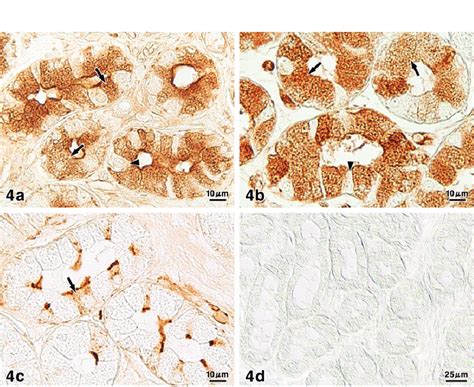 Lectin Histochemical Staining In The Eccrine Glands Of The Snout Skin Download Scientific