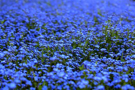 Forget Me Not Hd Blue Flower Hd Wallpaper Rare Gallery