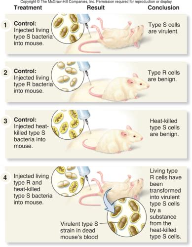 Dna Structure Flashcards Quizlet