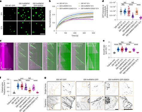 Eb1 Phase Separation Is Required For Microtubule Plus End Tracking