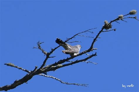 こっち向いてカッコウ 散策の野鳥写真