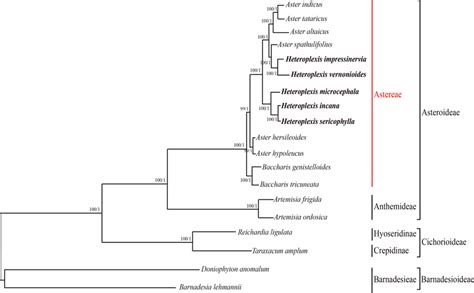 Maximum Likelihood Tree And Bayesian Tree Were Constructed Based On Cds Download Scientific