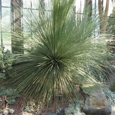 Dasylirion Longissimum