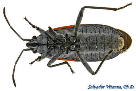 Hemiptera Heteroptera Lygaeidae Melacoryphus Lateralis Seed Bugs Male E Urban Programs El