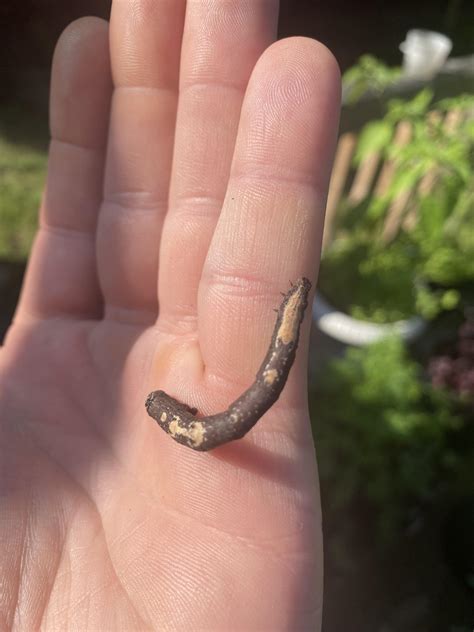 Placebo Effect After Applying Beneficial Nematodes R Growbuddy