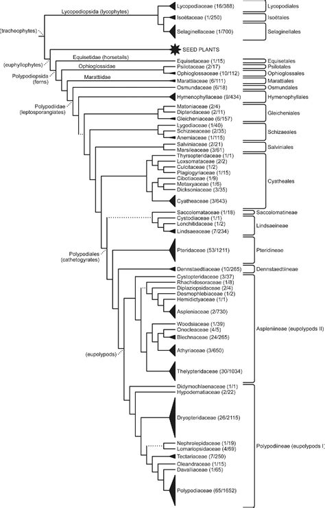 Linnaean Taxonomy Semantic Scholar