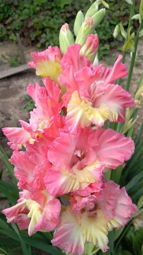 Пин от пользователя Daniela Urdaneta на доске Flowiesss🌼 в 2024 г