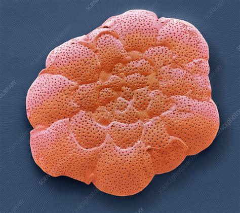 Foraminiferan Sem Stock Image C034 5869 Science Photo Library