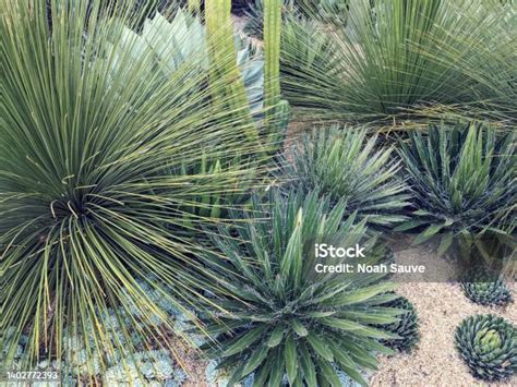 샌프란시스코 세일즈포스 파크의 사막 정원에 있는 용설란 식물과 즙이 많은 식물 사우스 오브 마켓 샌프란시스코에 대한 스톡 사진 및 기타 이미지 사우스 오브 마켓