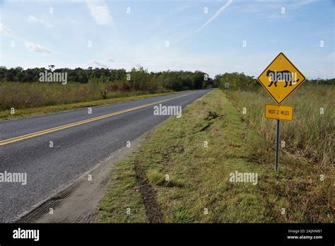 Crossing Sign For Florida Panther Puma Concolor Couguar In National